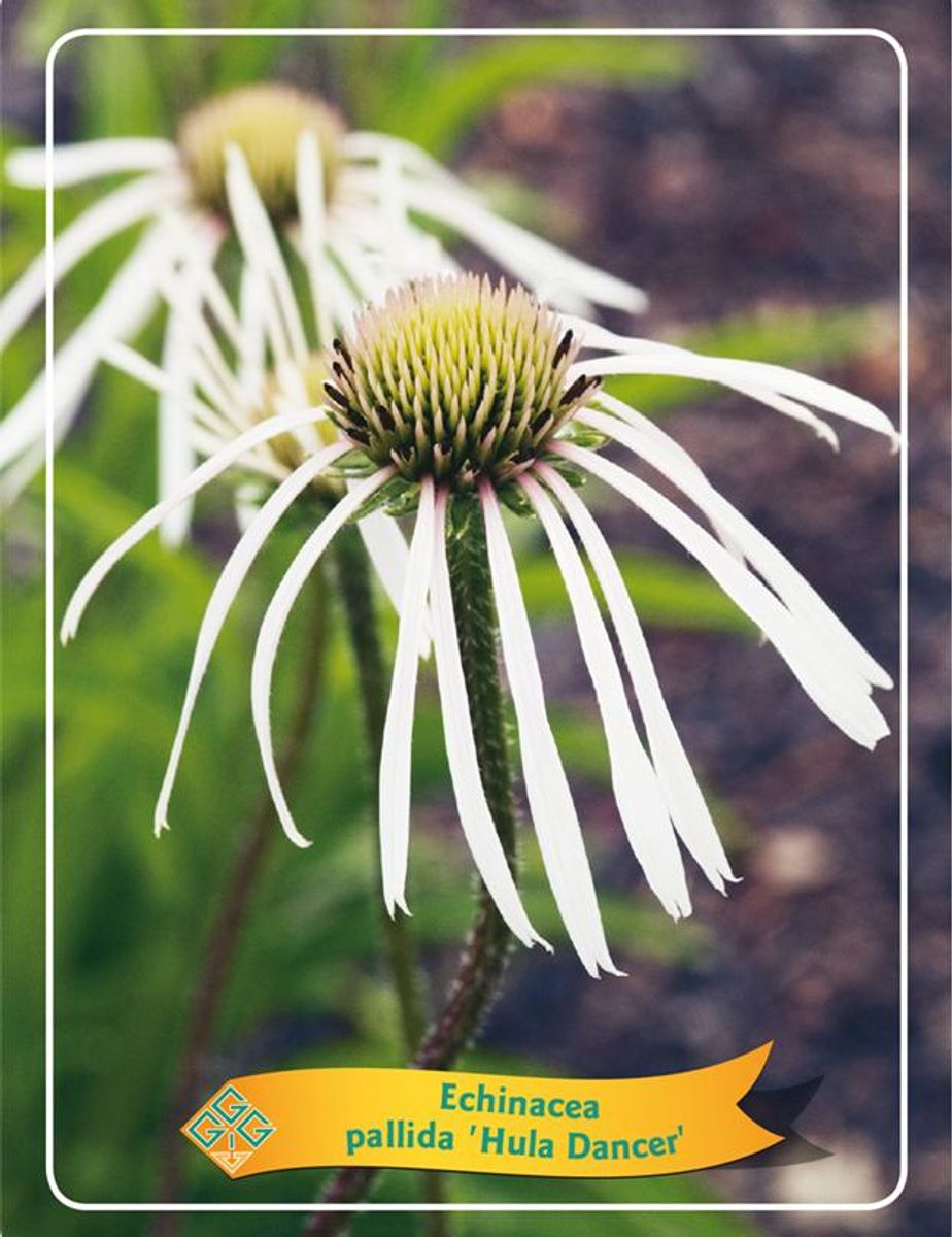 Echinacea pallida 'Hula Dancer' — Plant Wholesale FlorAccess