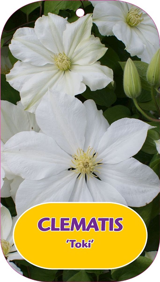 Clematis 'Toki' (EL) — Plant Wholesale FlorAccess