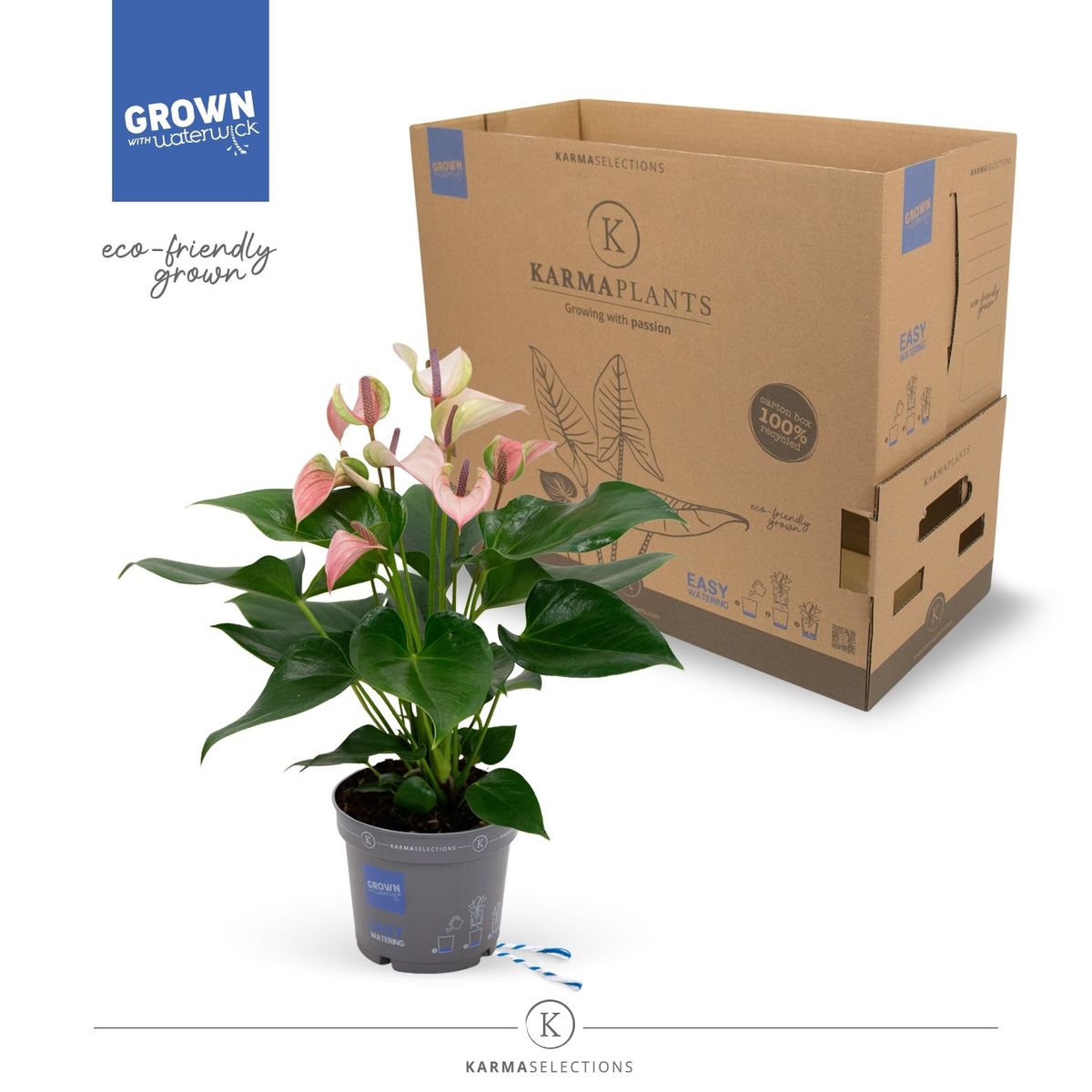 Anthurium JOLI PULSE — Plant Wholesale FlorAccess