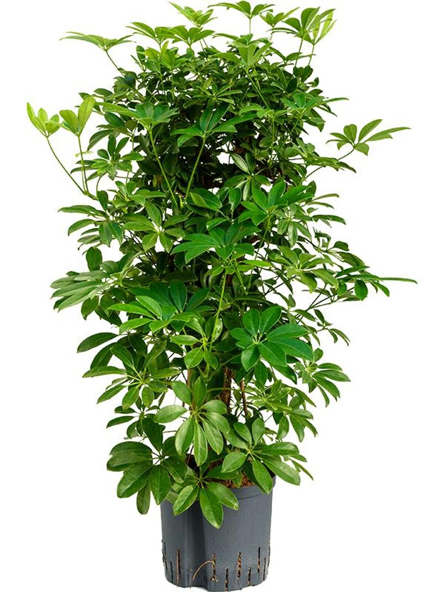 Schefflera arboricola 'Compacta' — Plant Wholesale FlorAccess