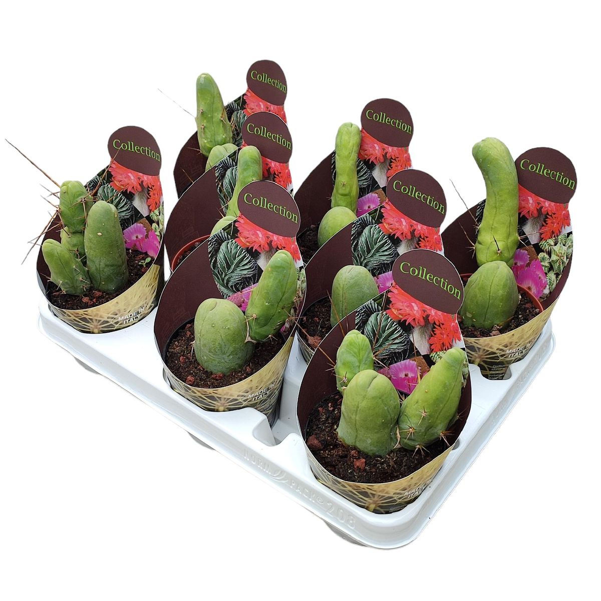 Trichocereus bridgesii — Plant Wholesale FlorAccess