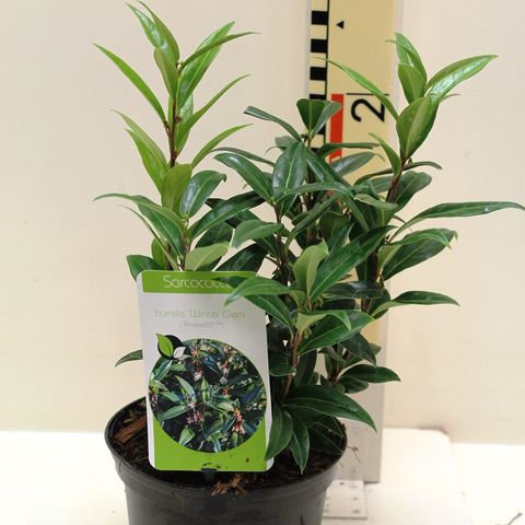 Sarcococca hookeriana WINTER GEM — Plant Wholesale FlorAccess