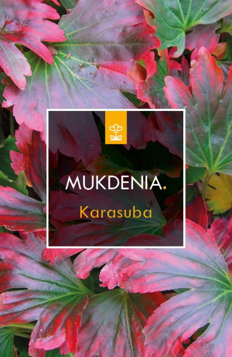 Mukdenia rossii 'Karasuba' — Plant Wholesale FlorAccess