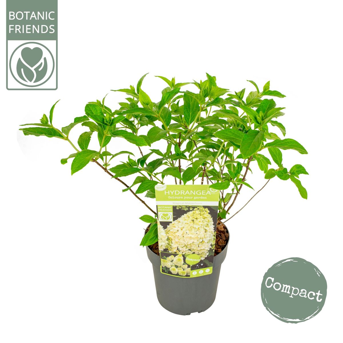 Hydrangea paniculata MAGICAL MATTERHORN — Рослини оптом FlorAccess