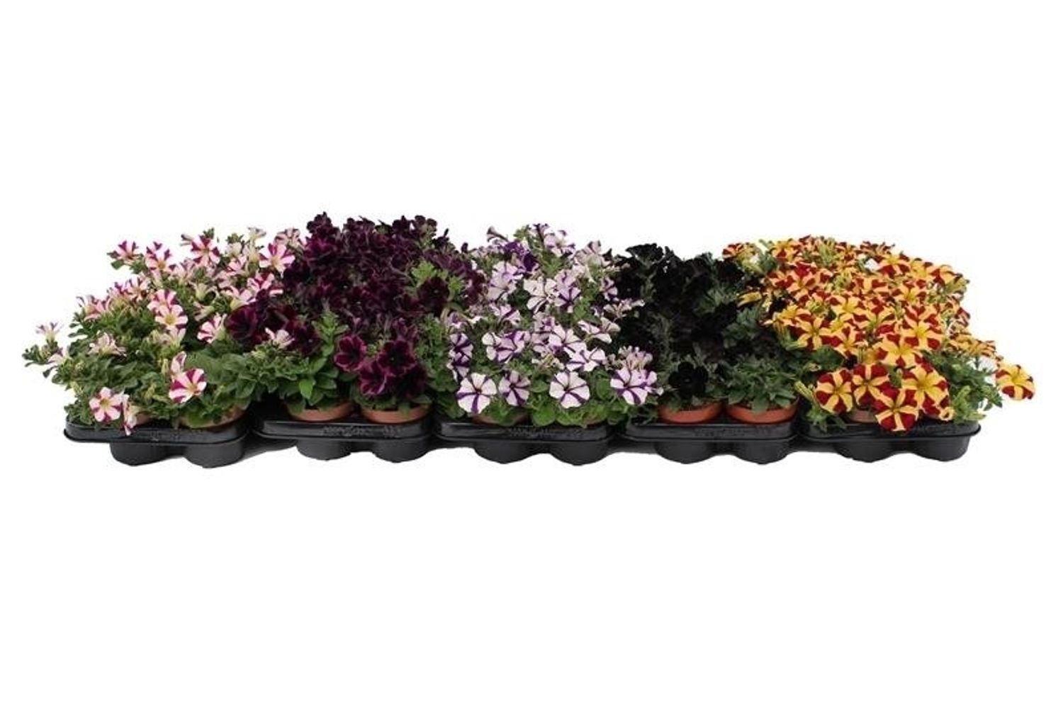 Petunia SURFINIA MIX — Plant Wholesale FlorAccess