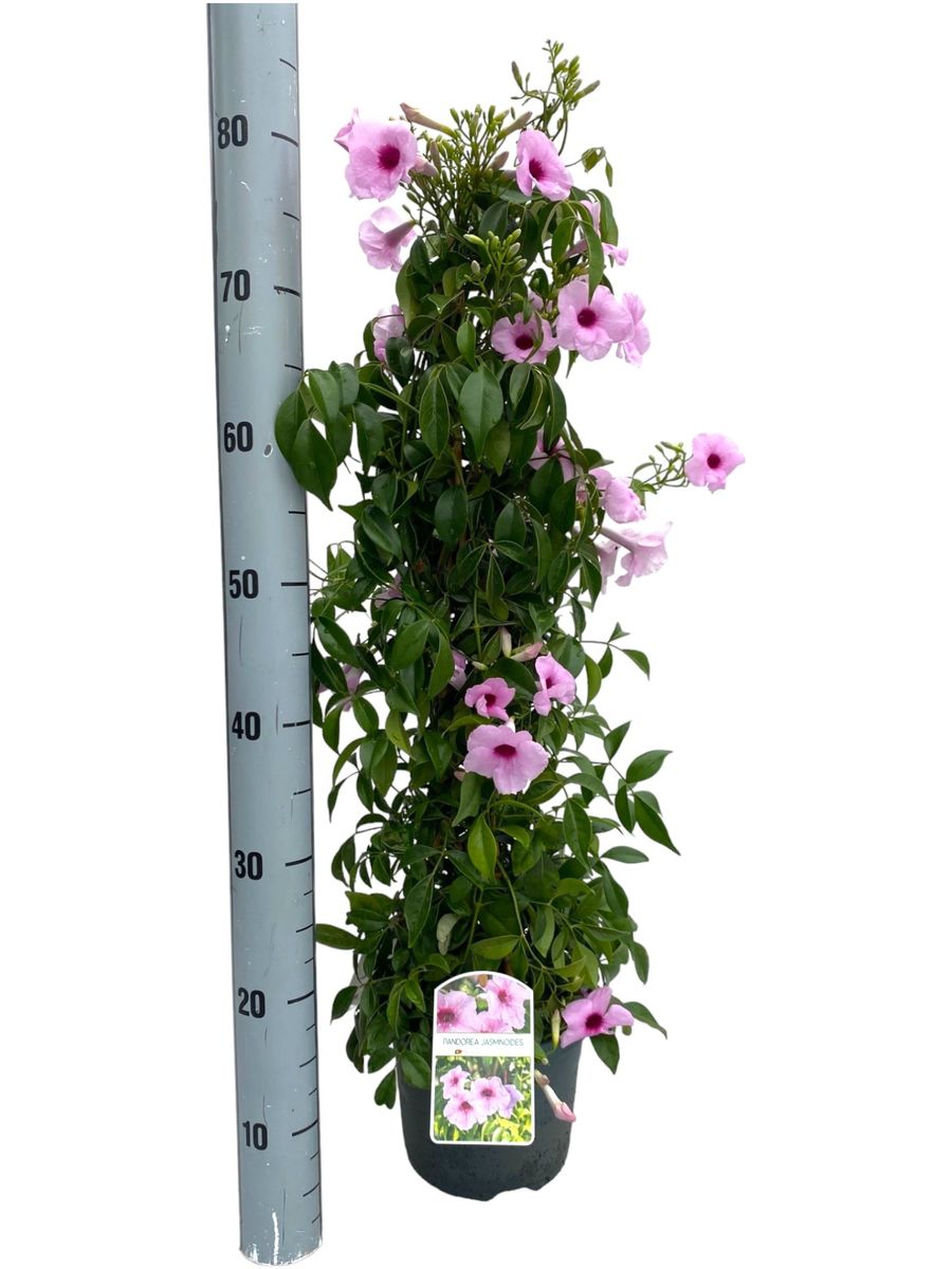 Pandorea jasminoides 'Rosea' — Plant Wholesale FlorAccess