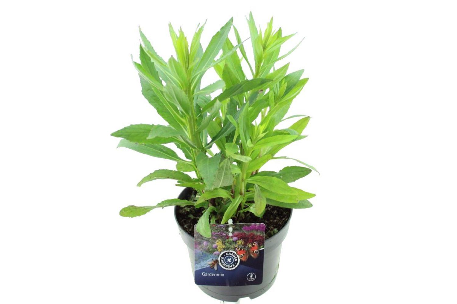 Helenium autumnale 'Helena Gold' — Plant Wholesale FlorAccess