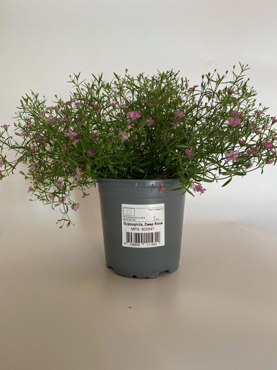 Gypsophila muralis 'Gypsy Deep Rose' — Plant Wholesale FlorAccess