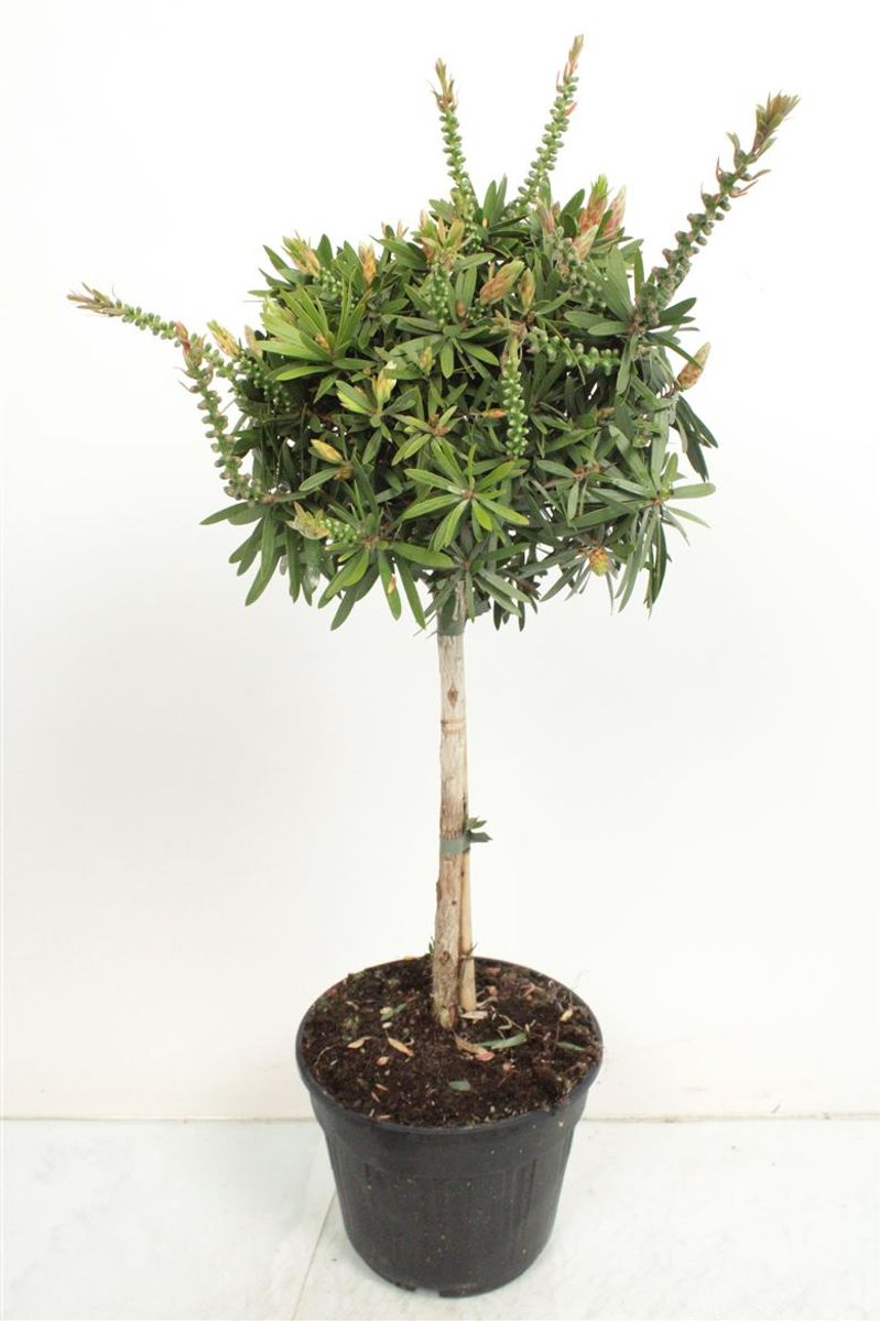 Callistemon viminalis 'Captain Cook' — Plant Wholesale FlorAccess