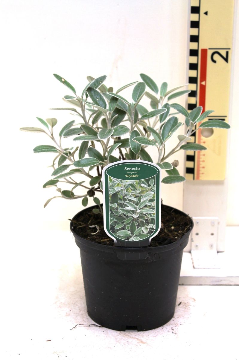 Brachyglottis compacta 'Drysdale' — Plant Wholesale FlorAccess