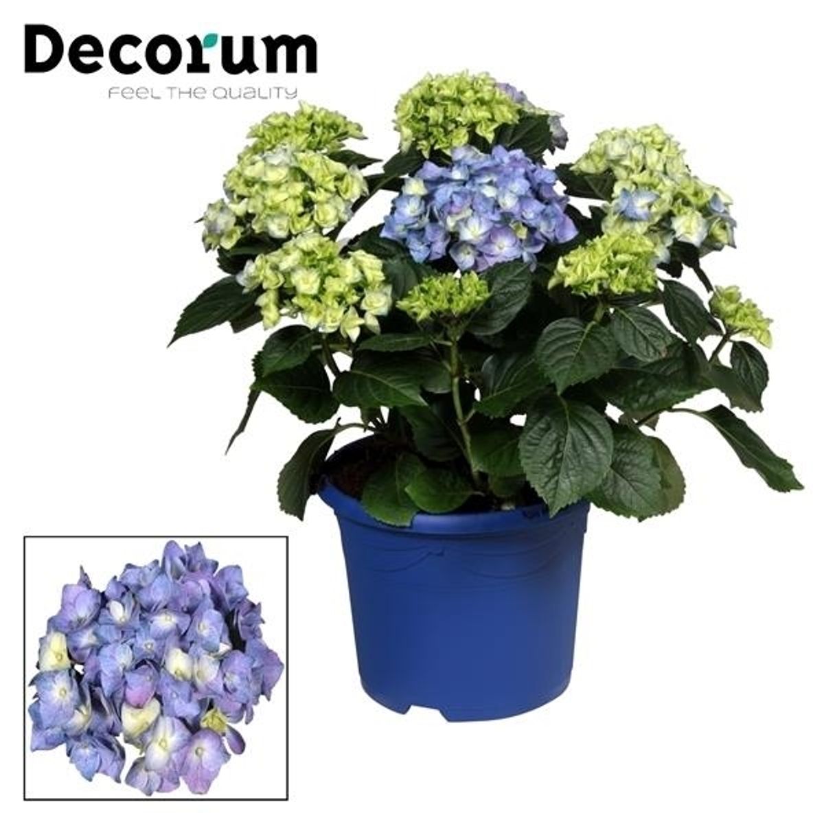 Hydrangea macrophylla EARLY BLUE — Plant Wholesale FlorAccess
