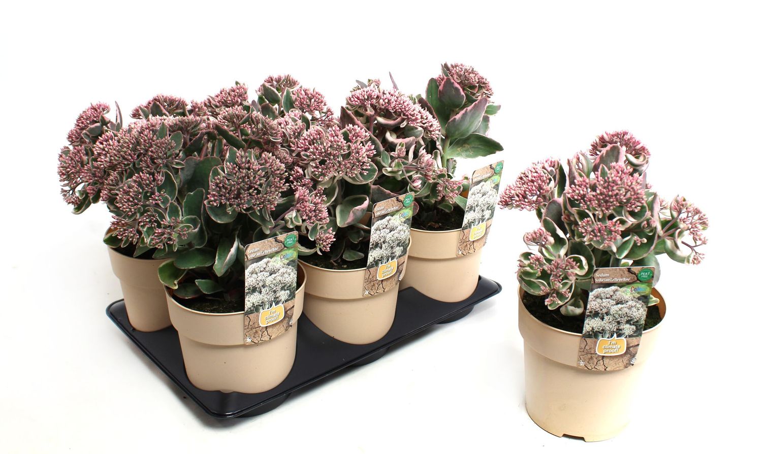 Sedum telephium SEDUCTION LA VIE EN ROSE — Plant Wholesale FlorAccess