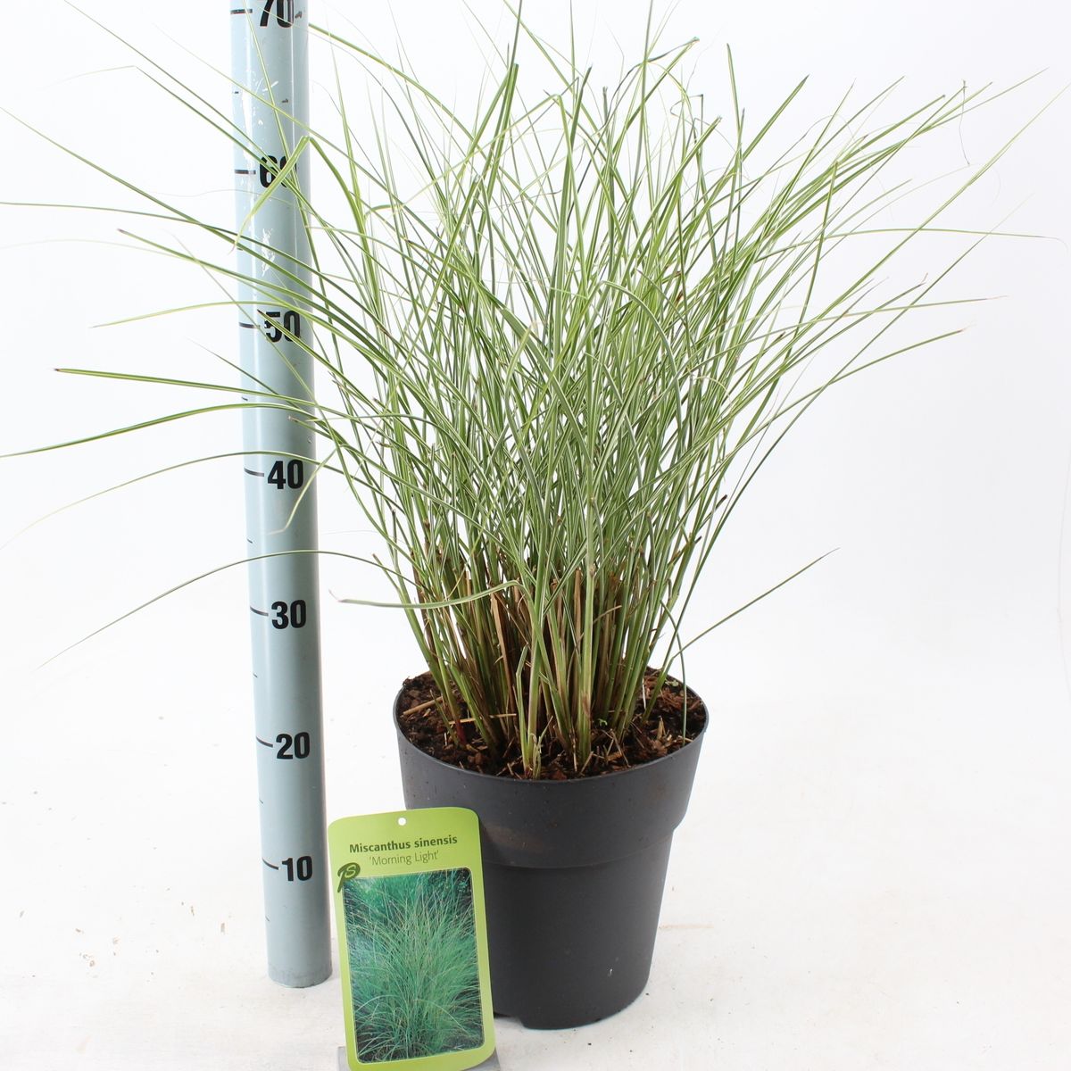 Miscanthus sinensis 'Morning Light' — Plant Wholesale FlorAccess