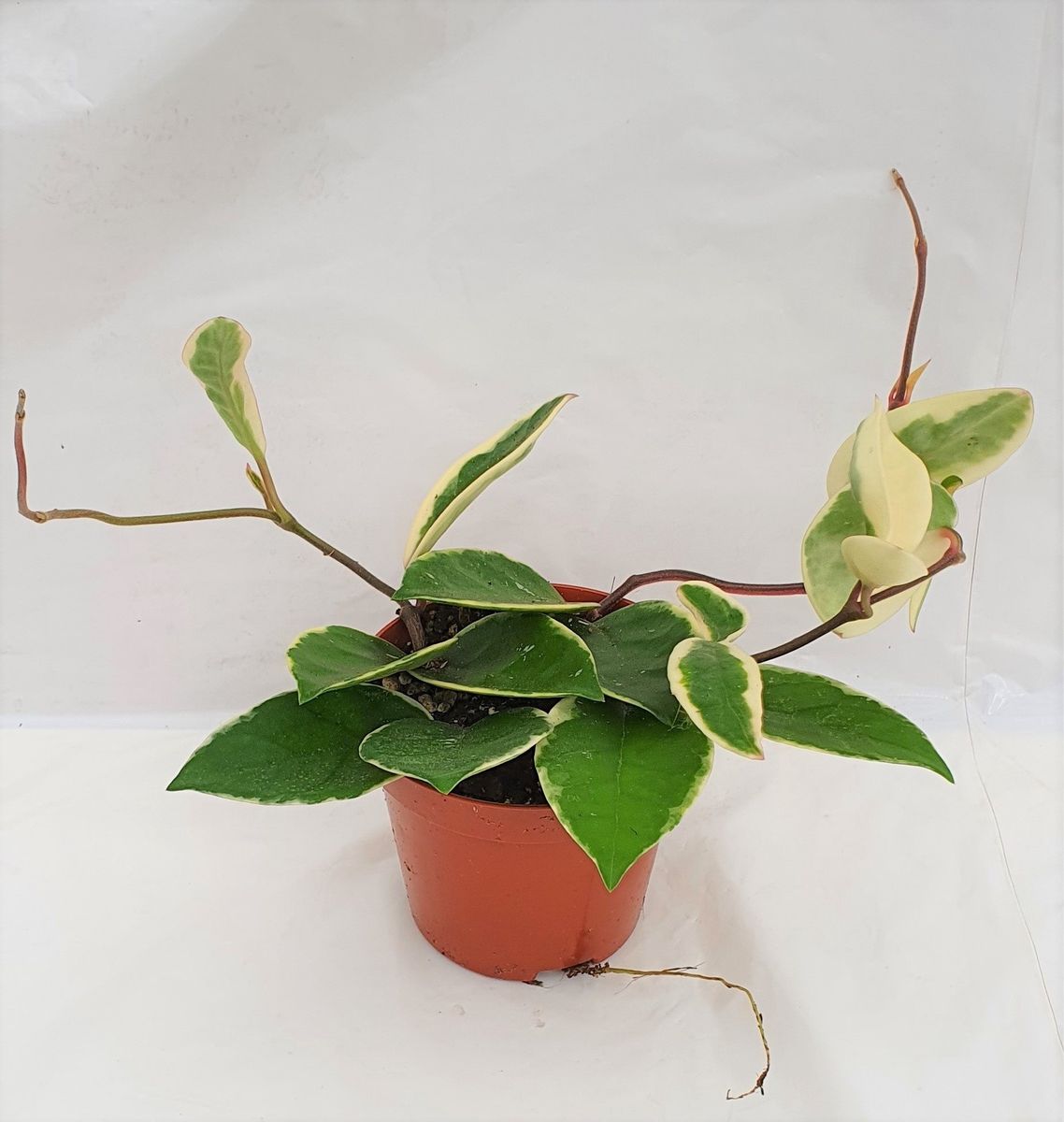Hoya carnosa 'Krimson Queen' — Plant Wholesale FlorAccess