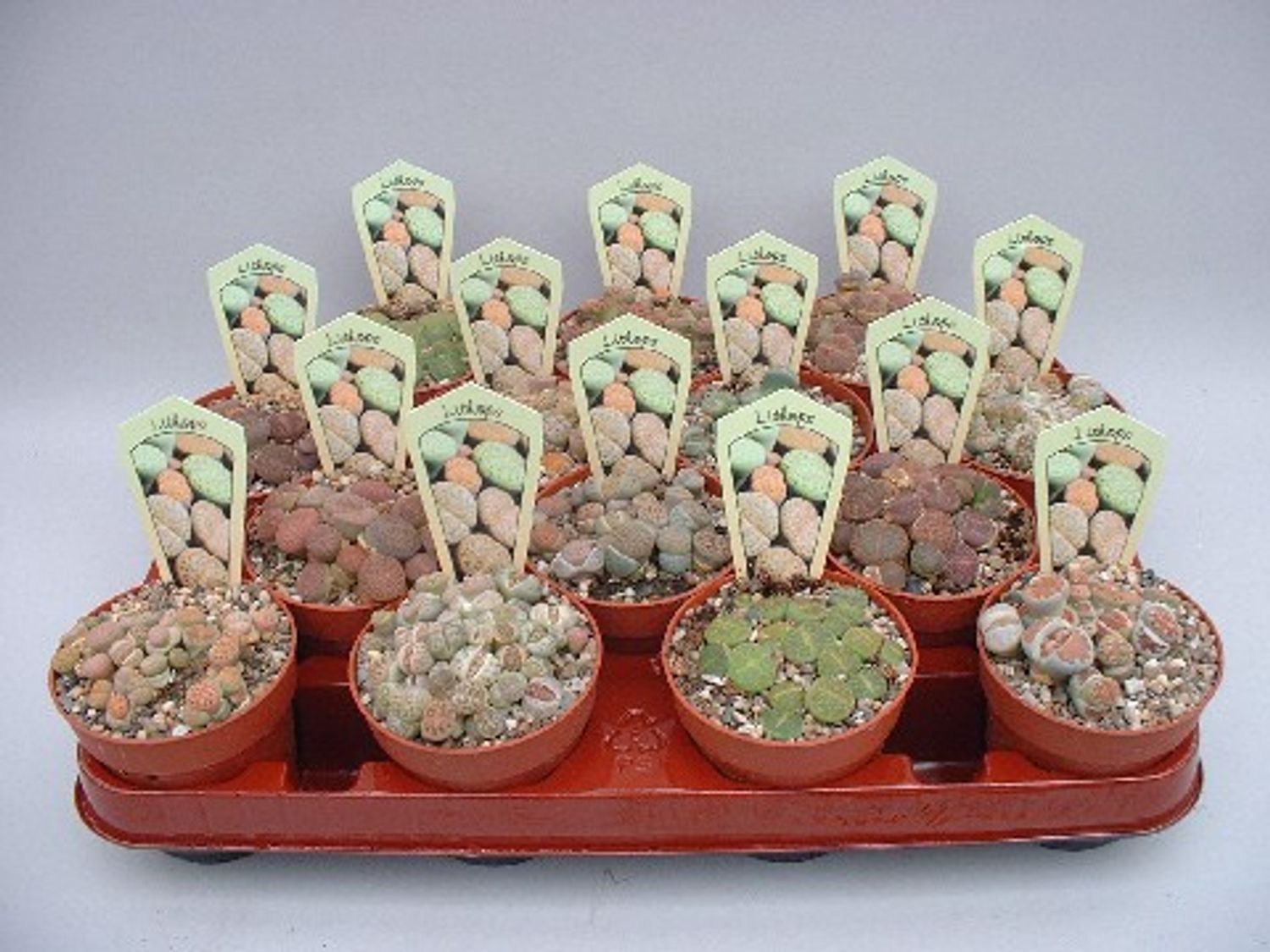 Lithops MIX — Plant Wholesale FlorAccess