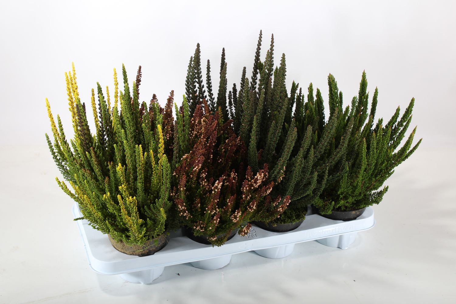 Calluna vulgaris SKYLINE MIX — Plant Wholesale FlorAccess