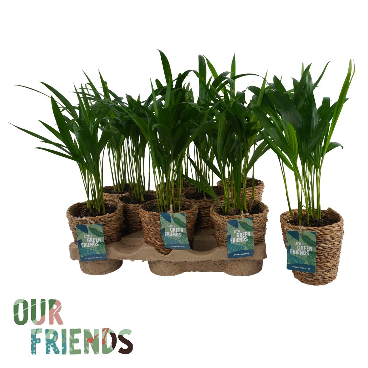 Areca catechu — Plant Wholesale FlorAccess