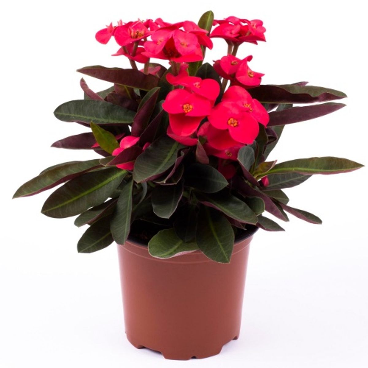 Euphorbia ZEUS — Plant Wholesale FlorAccess