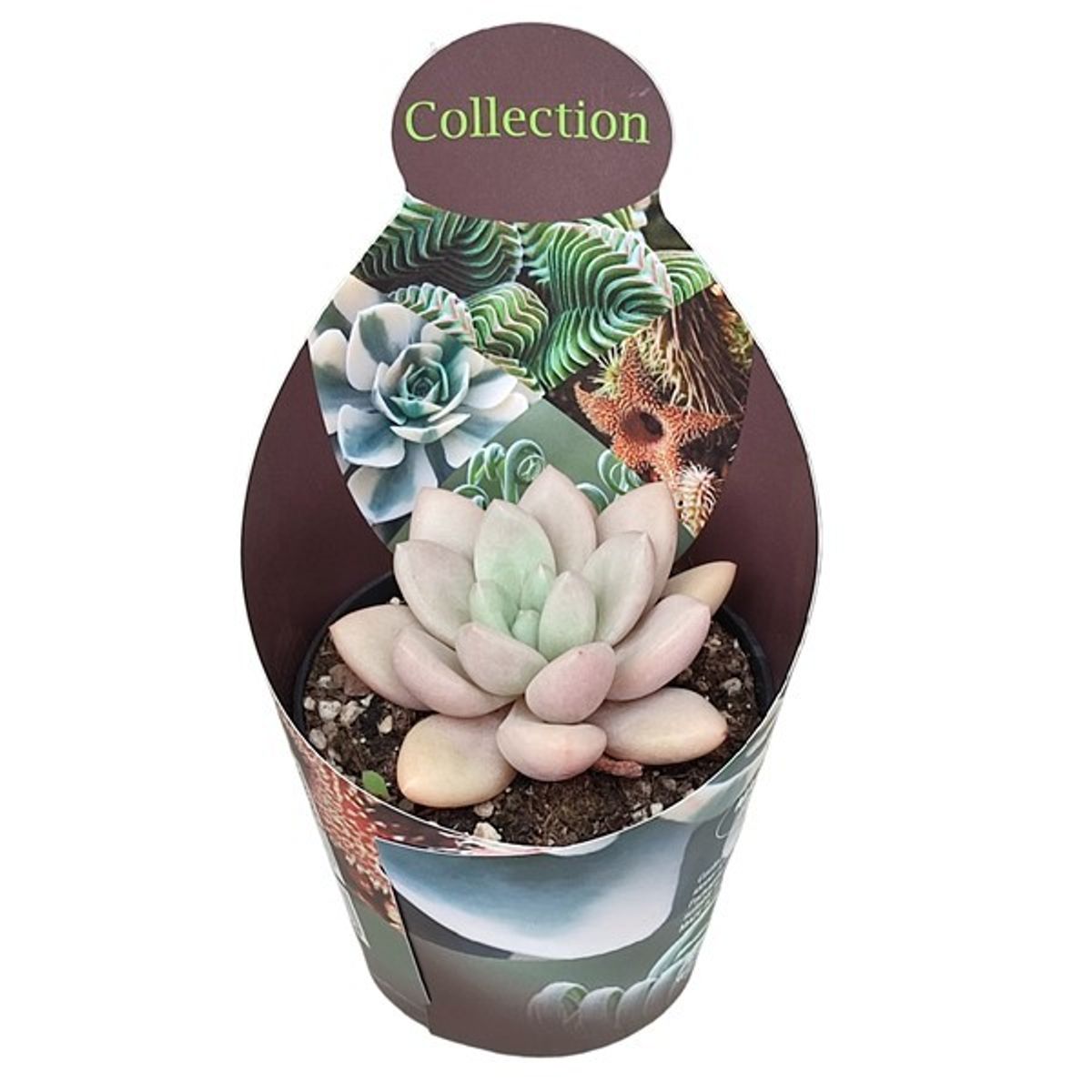 x Graptoveria 'Ruby Donna' — Plant Wholesale FlorAccess