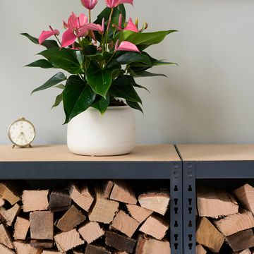 Anthurium JOLI — Plant Wholesale FlorAccess