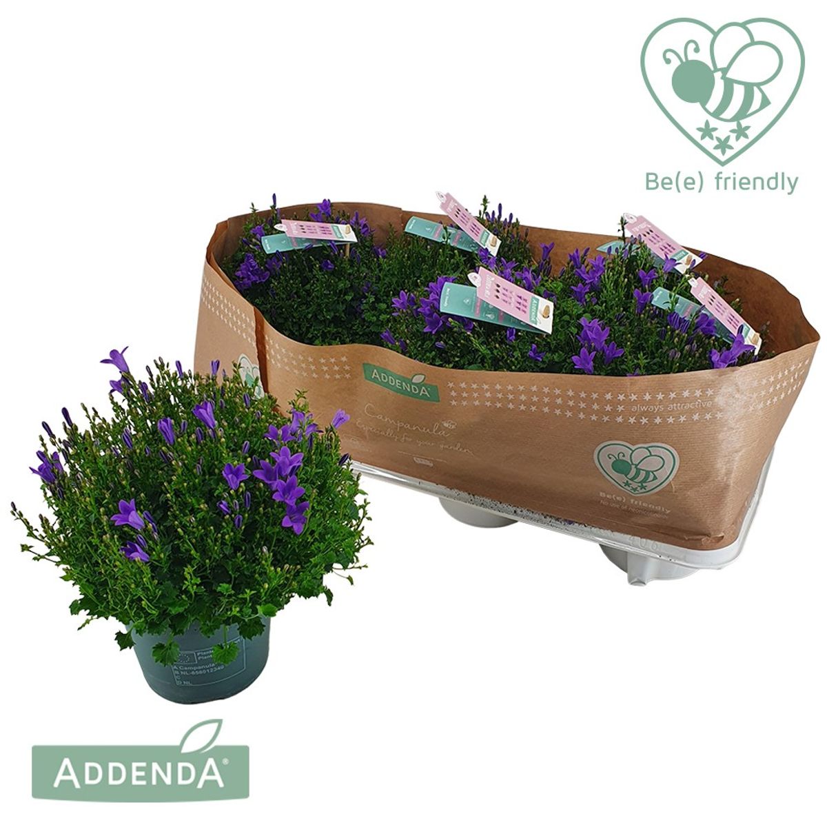 Campanula portenschlagiana AMBELLA INTENS PURPLE — Plant Wholesale ...