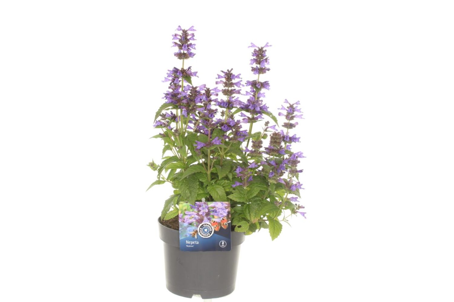 Nepeta NEPTUNE — Plant Wholesale FlorAccess
