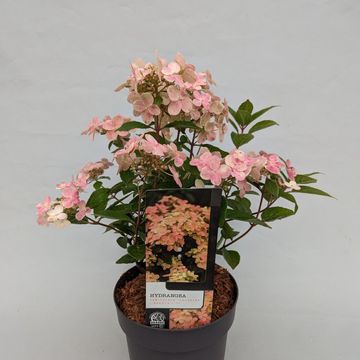 Hydrangea paniculata 'Polestar' — Plant Wholesale FlorAccess