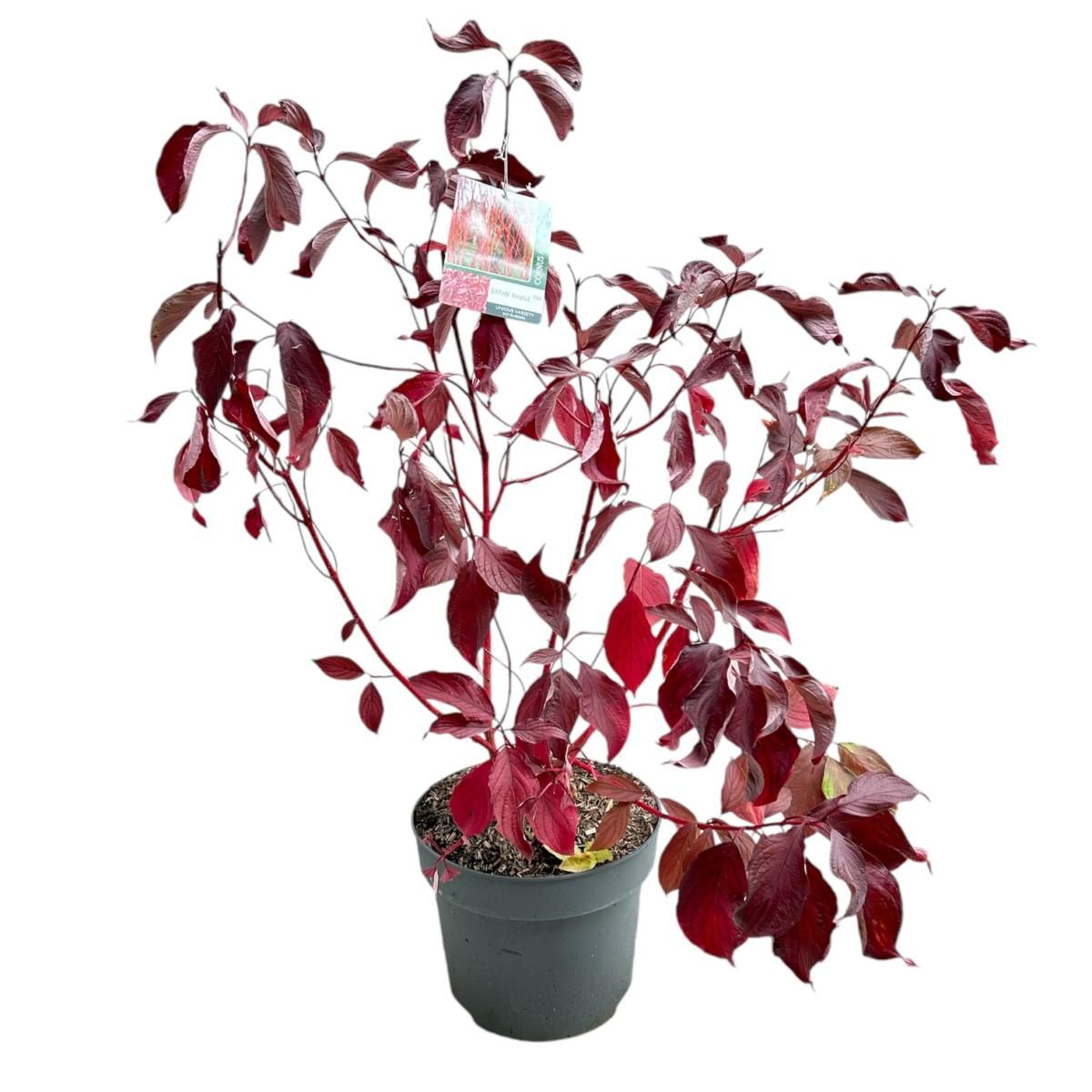 Cornus alba BATON ROUGE — Plant Wholesale FlorAccess