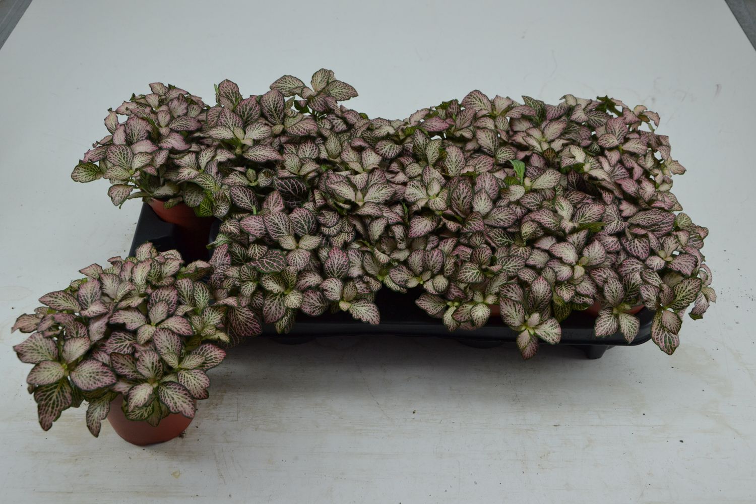 Fittonia MOSAIC PINK TIGER — Plant Wholesale FlorAccess