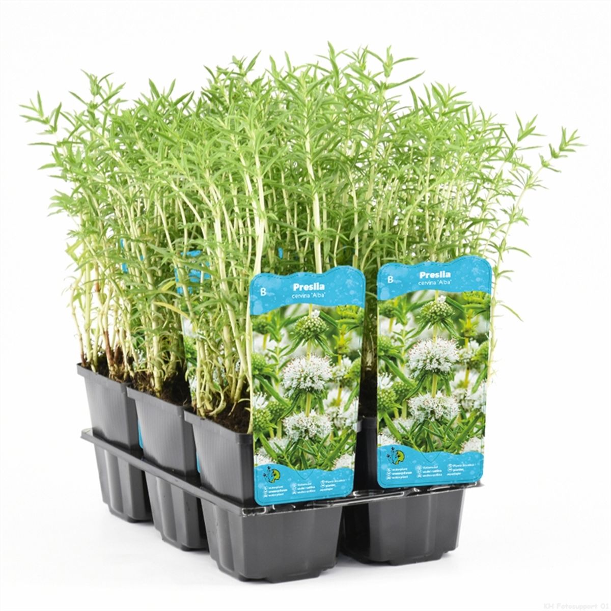 Mentha cervina 'Alba' — Plant Wholesale FlorAccess