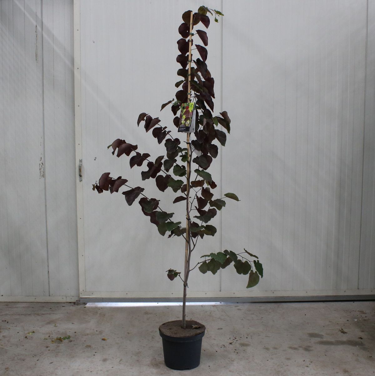 Cercis canadensis 'Merlot' — Plant Wholesale FlorAccess