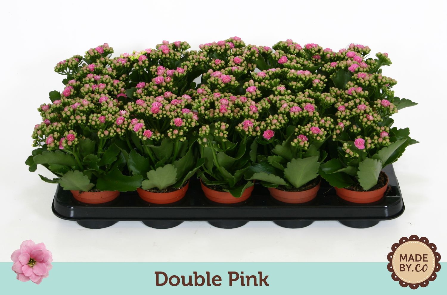 Kalanchoe DOUBLE PINK — Plant Wholesale FlorAccess
