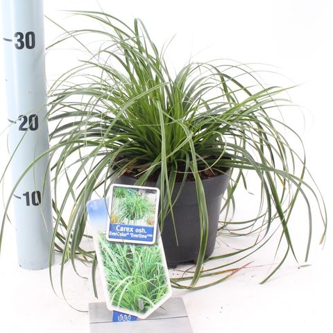 Carex oshimensis EVERCOLOR EVERLIME — Mayorista de plantas FlorAccess