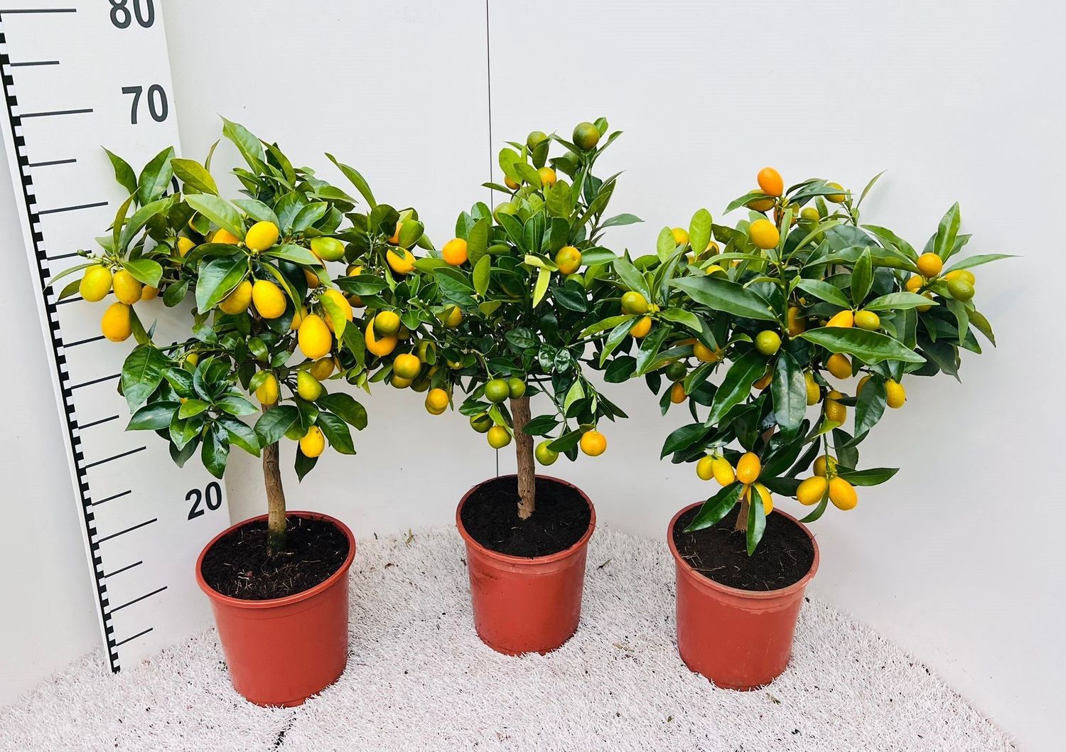 Citrus MIX — Plant Wholesale FlorAccess