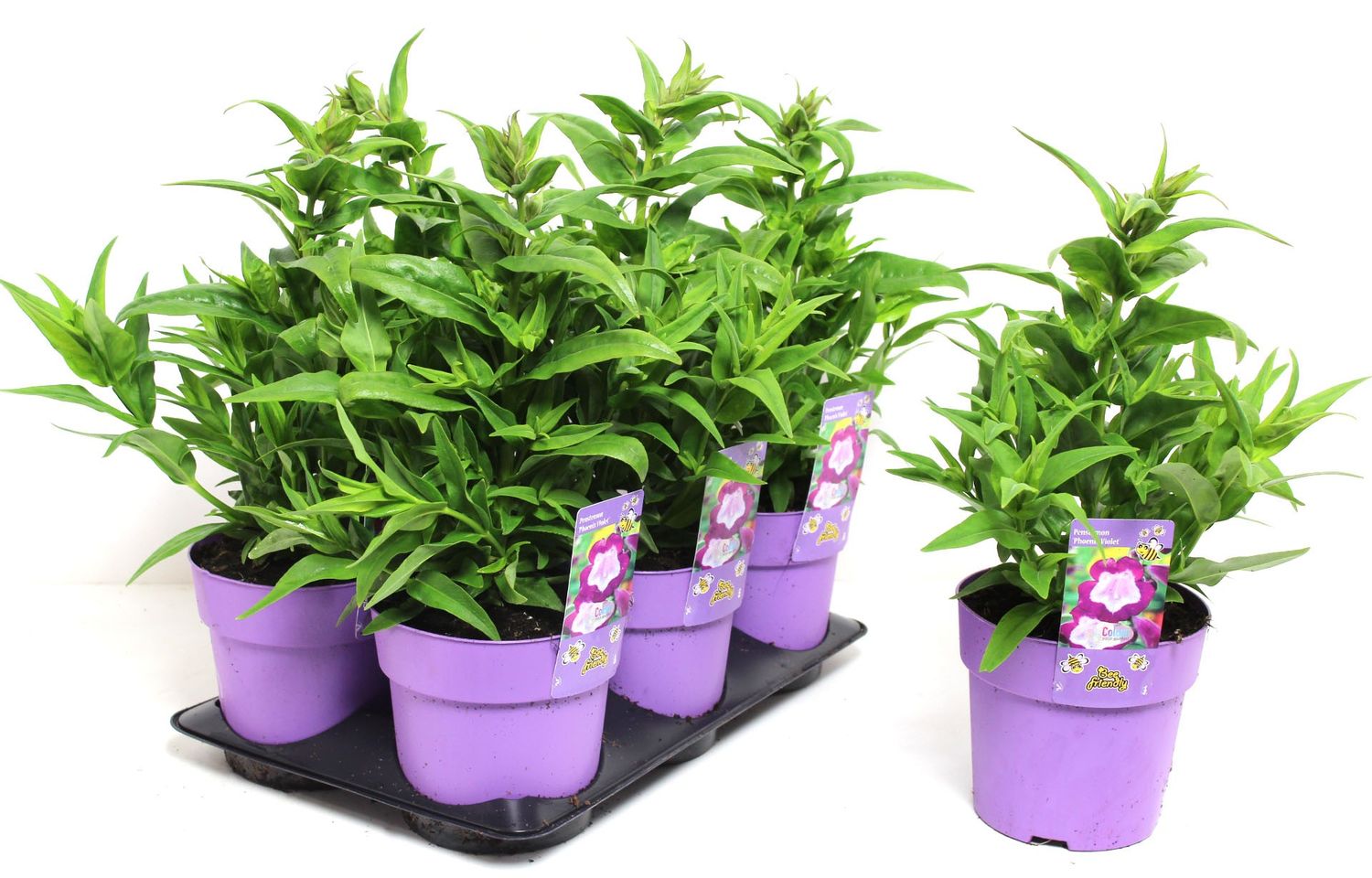 Penstemon hartwegii PHOENIX VIOLET — Рослини оптом FlorAccess