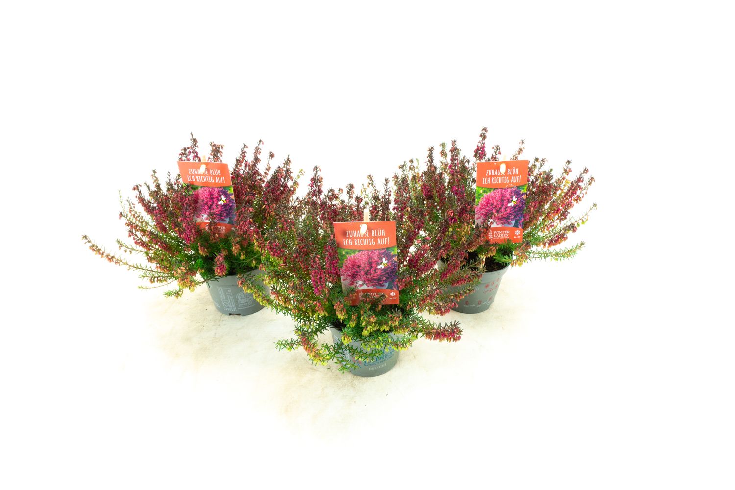 Erica carnea Winter Ladies — Plant Wholesale FlorAccess