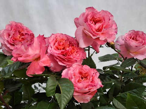 Rosa AUGUSTA LUISE — Plant Wholesale FlorAccess