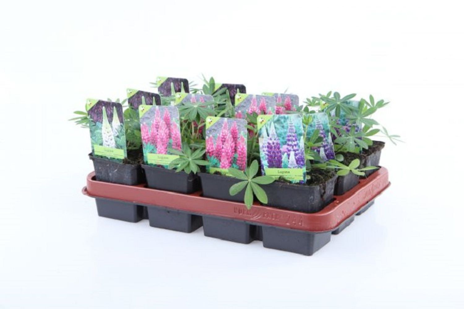 Lupinus 'Russell Hybrids MIX' — Plant Wholesale FlorAccess