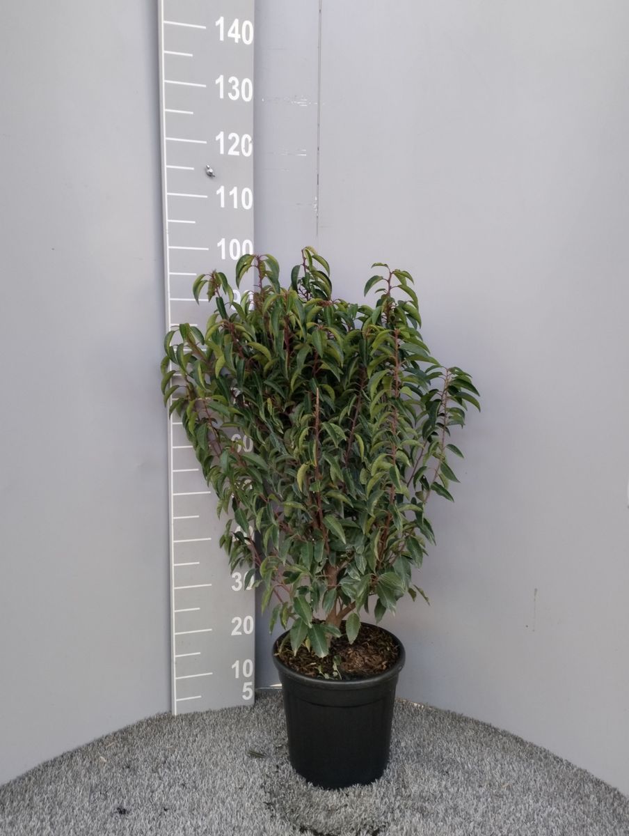 Prunus lusitanica 'Angustifolia' — Plant Wholesale FlorAccess