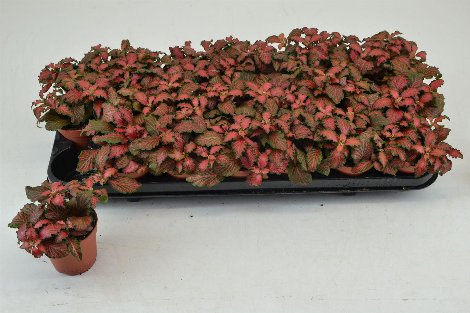 Fittonia MOSAIC TIGER — Plant Wholesale FlorAccess