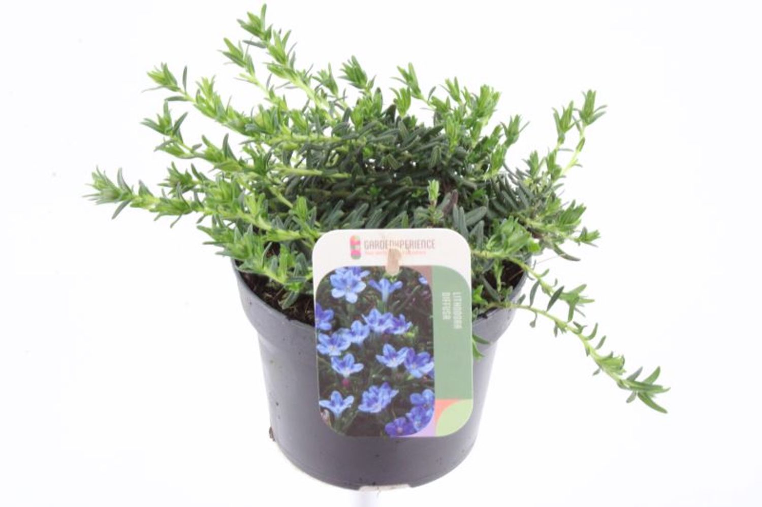 Lithodora diffusa 'Grace Ward' — Plant Wholesale FlorAccess
