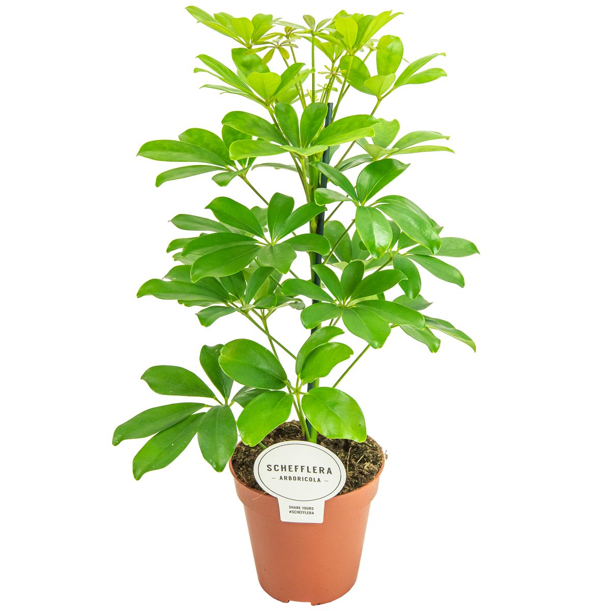 Schefflera arboricola 'Nora' — Plant Wholesale FlorAccess