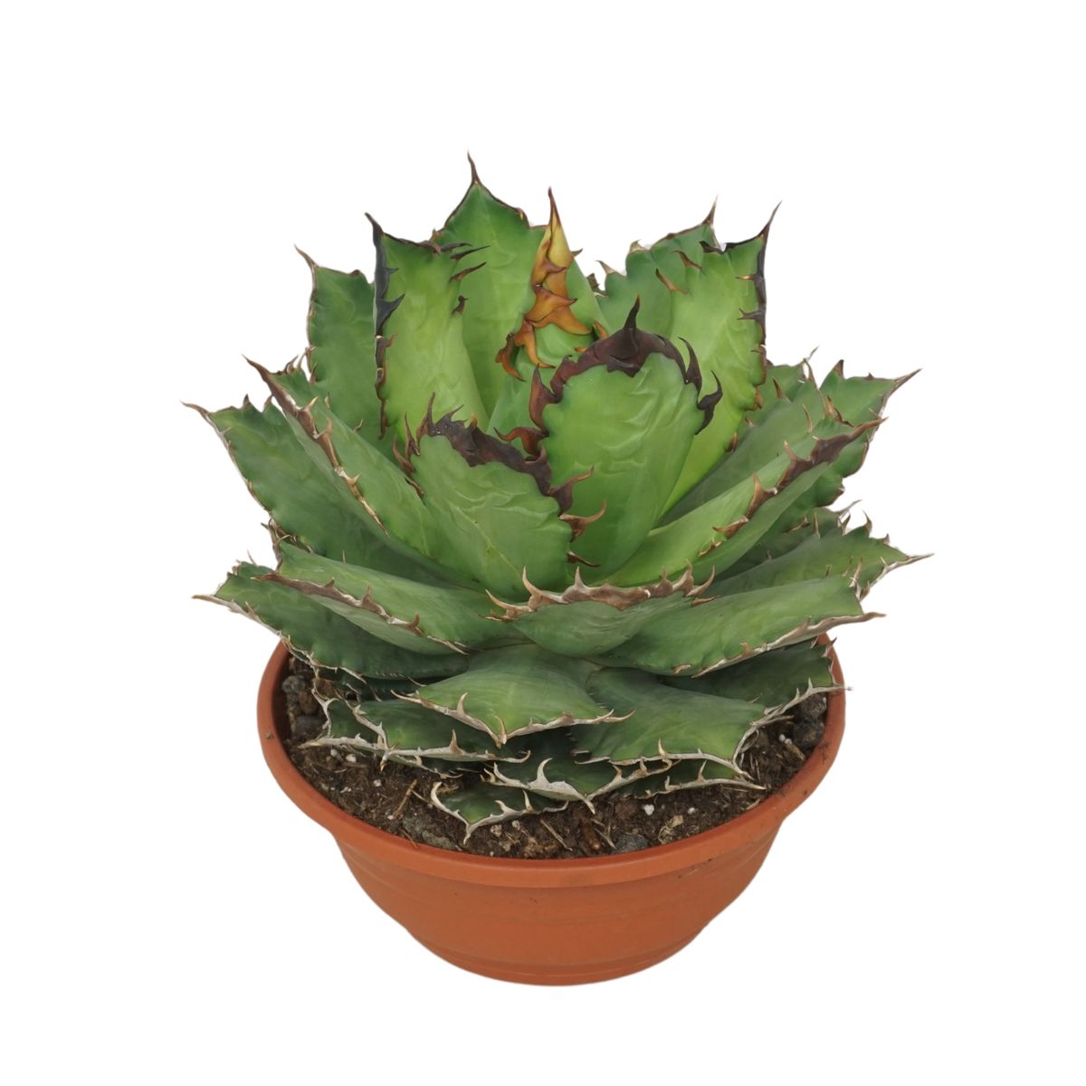 Agave titanota — Plant Wholesale FlorAccess