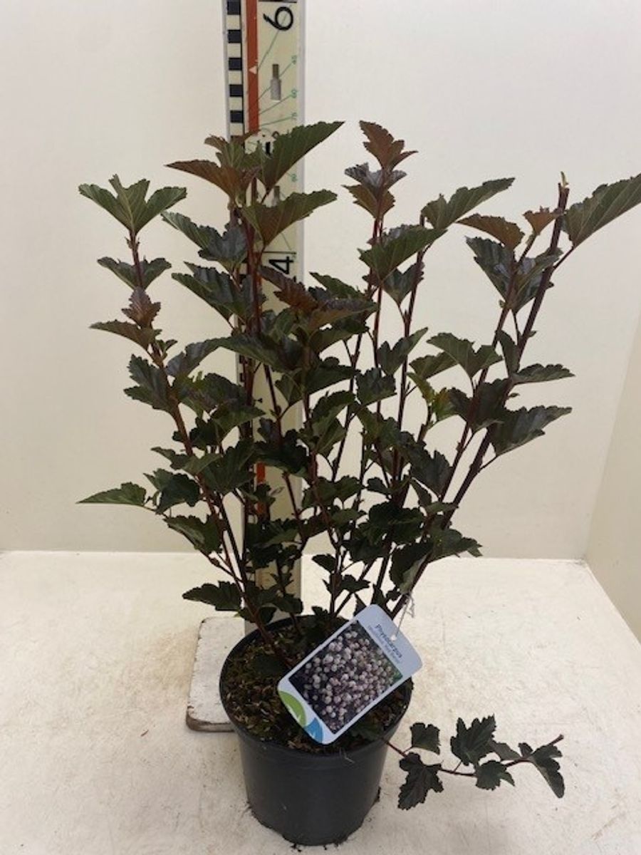 Physocarpus opulifolius 'Red Baron' — Plant Wholesale FlorAccess