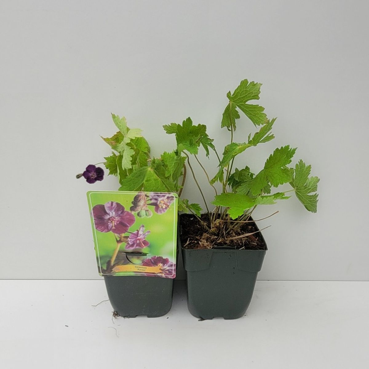 Geranium phaeum 'Raven' — Plant Wholesale FlorAccess