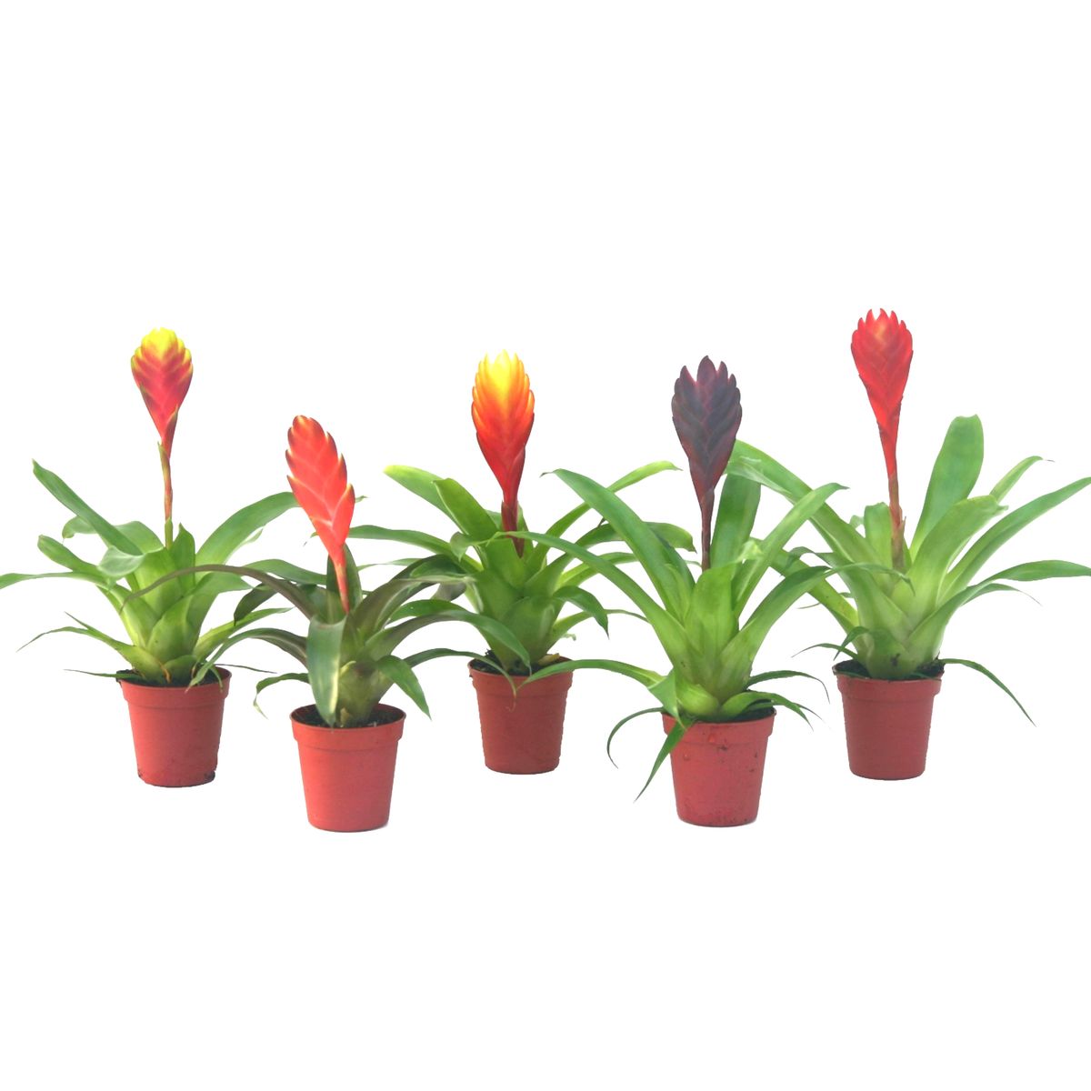 Vriesea MIX — Plant Wholesale FlorAccess
