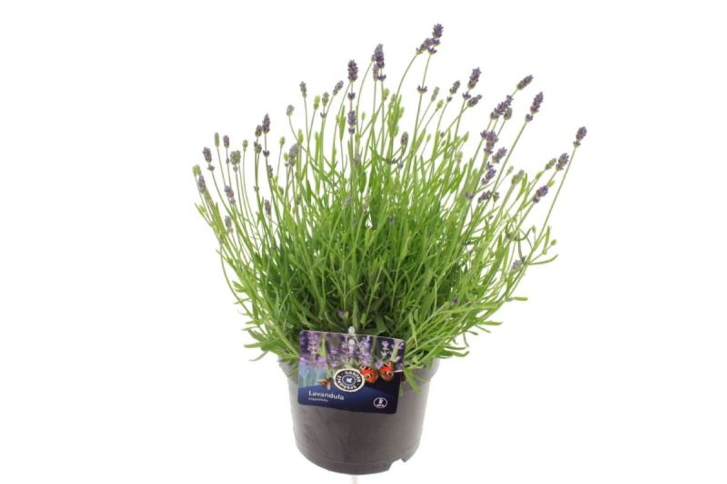 Lavandula angustifolia 'Essence Purple' — Plant Wholesale FlorAccess