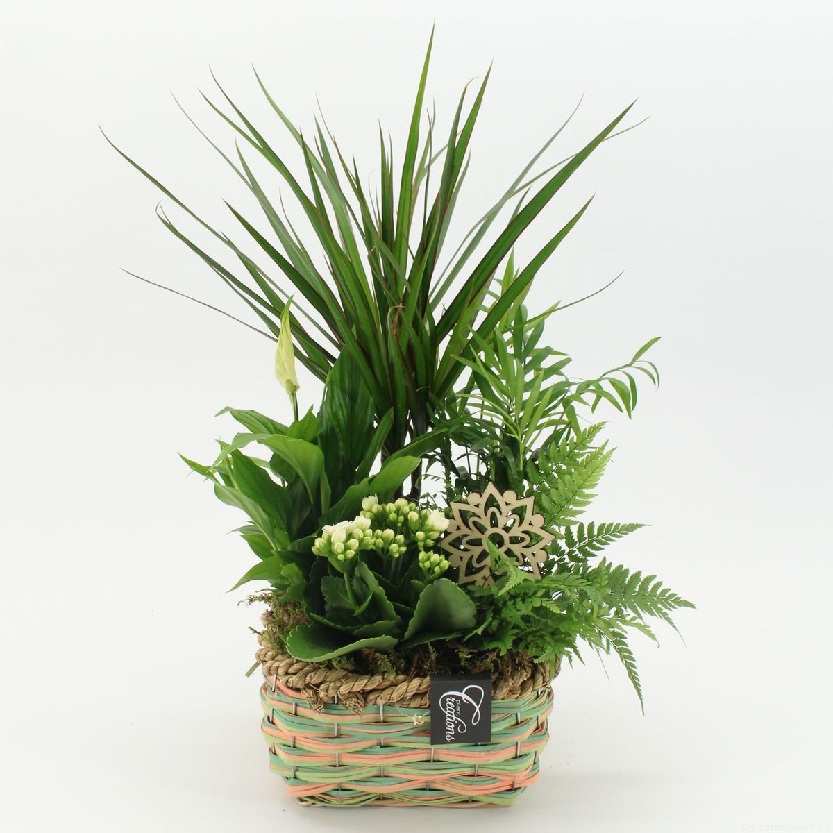 Arrangement Essentials — Plant Wholesale FlorAccess