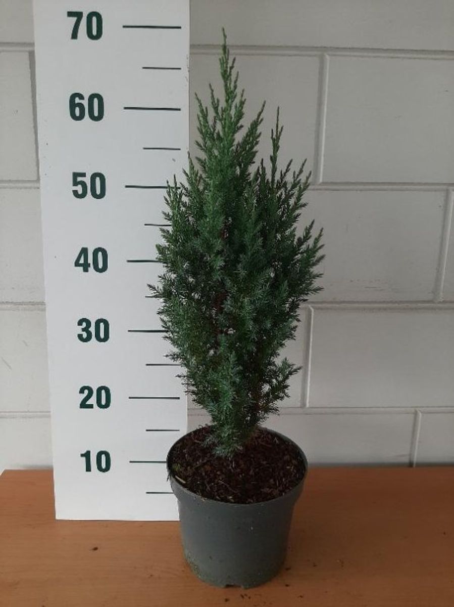 Juniperus chinensis 'Stricta' — Plant Wholesale FlorAccess