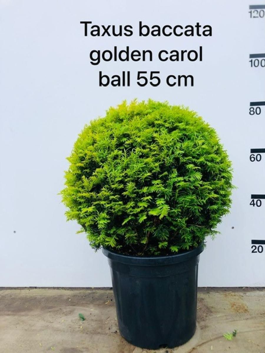 Taxus baccata 'Golden Carol' — Plant Wholesale FlorAccess